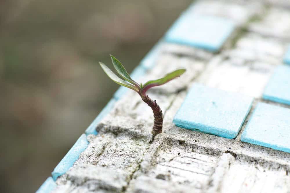 What Brings You Hope? - Musings, Rants & Scribbles