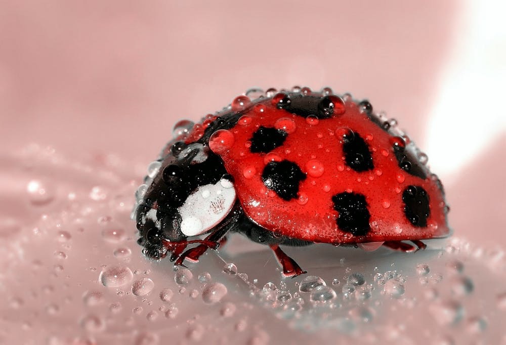 Lady Bug, Lady Bug…. Fly Away Home Already!! - Musings, Rants & Scribbles